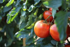 Pick-Your-Own – Linvilla Orchards