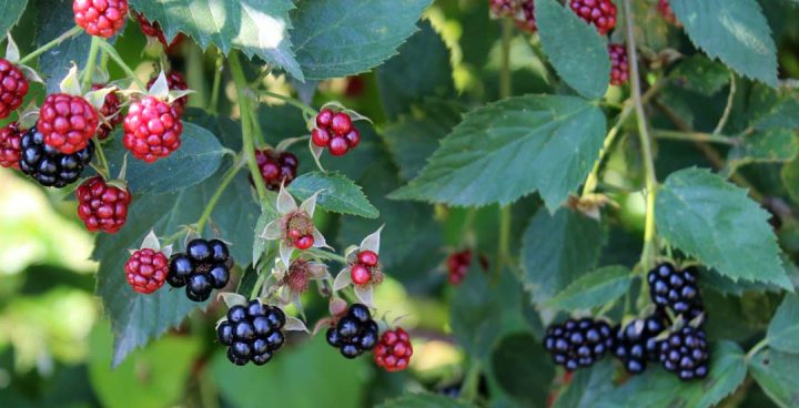 Pick Your Own – Linvilla Orchards