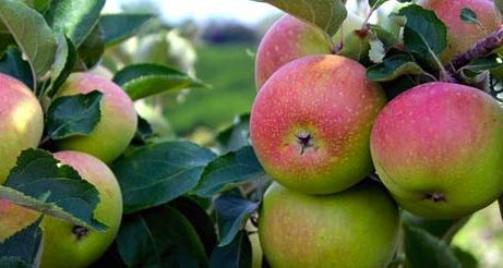 Pick-Your-Own – Linvilla Orchards