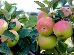 Pick-Your-Own – Linvilla Orchards
