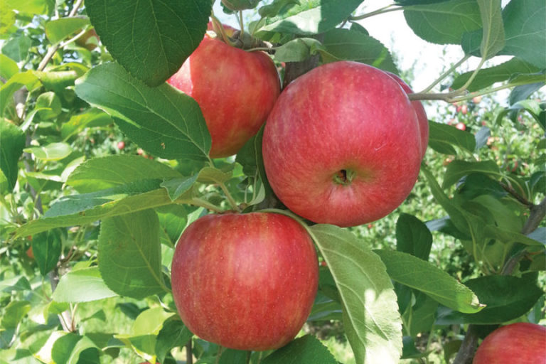 Pick-Your-Own – Linvilla Orchards