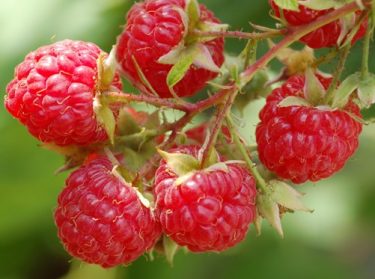 June 27th-PYO RASPBERRIES (SAT) (includes one PINT of RASPBERRIES ...