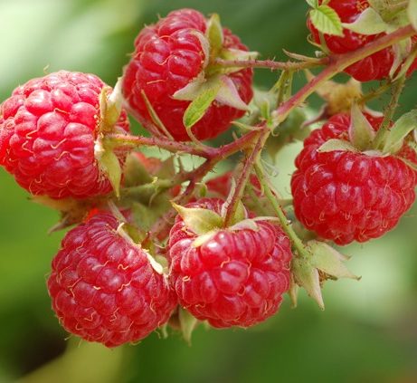 Pick-Your-Own – Linvilla Orchards