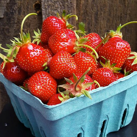 Pick Your Own – Linvilla Orchards