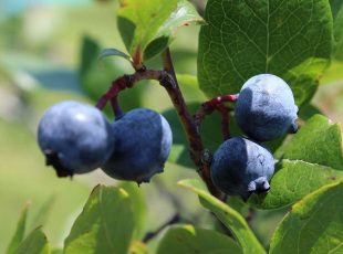 Pick-Your-Own – Linvilla Orchards