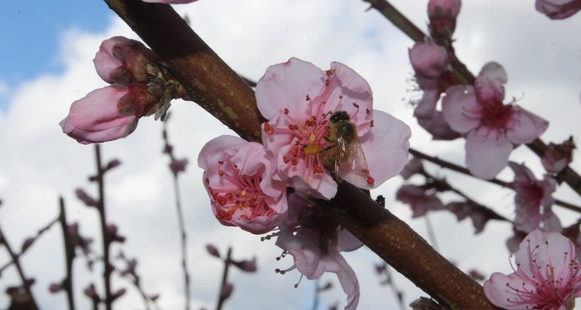 Train Rides, Pony Rides & Face Painting – Linvilla Orchards