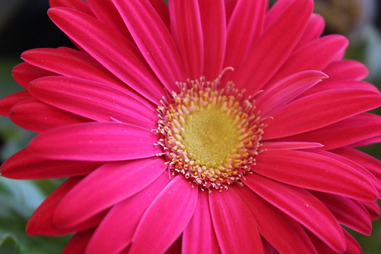 Home – Linvilla Orchards