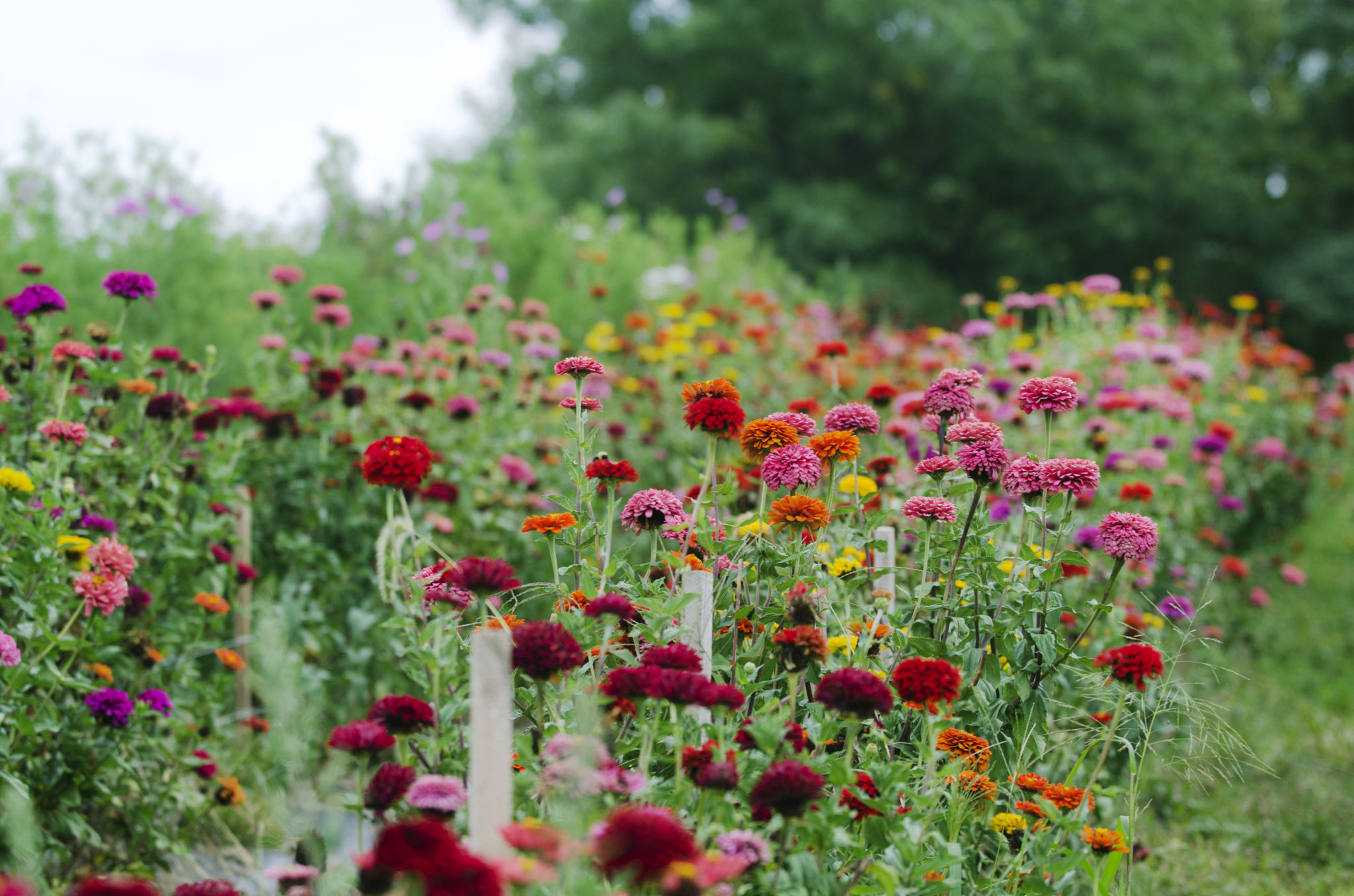 Pick-Your-Own – Linvilla Orchards