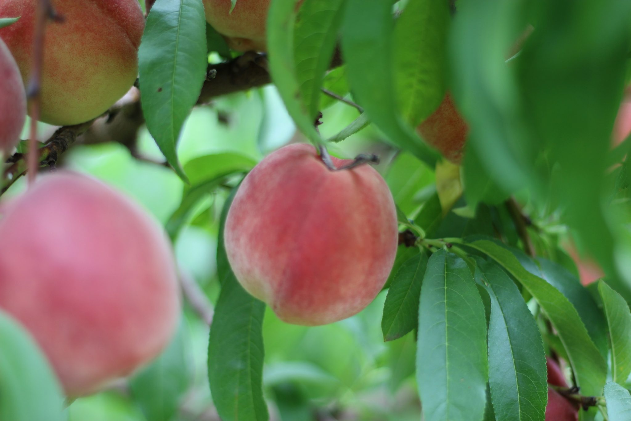 Pick-Your-Own – Linvilla Orchards