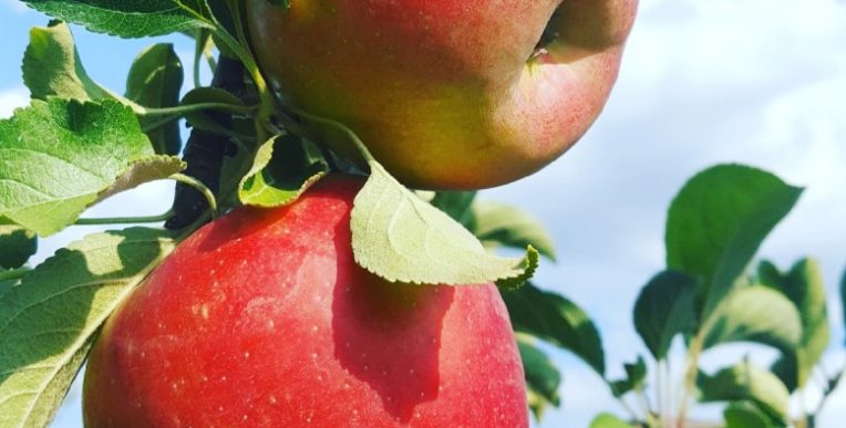 Pick-Your-Own – Linvilla Orchards