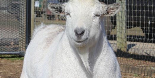 Home – Linvilla Orchards