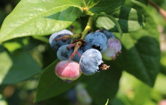 Pick-Your-Own – Linvilla Orchards