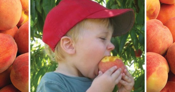 Pick-Your-Own – Linvilla Orchards