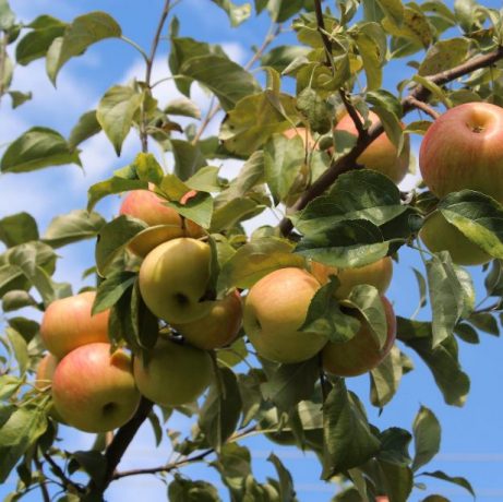 Pick-Your-Own – Linvilla Orchards