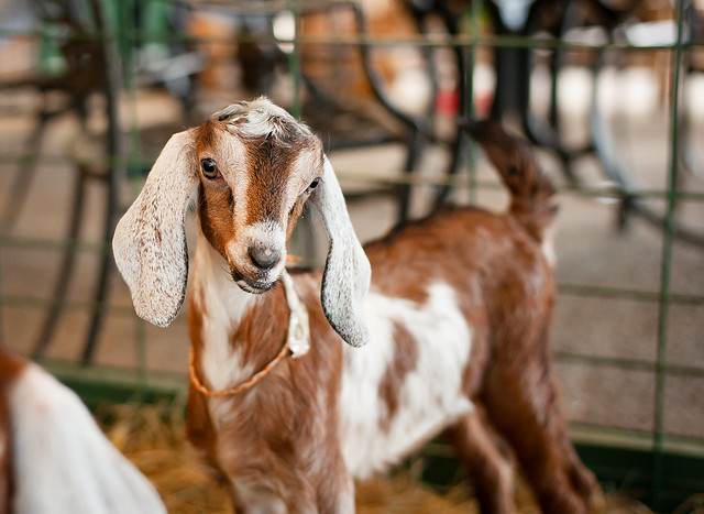 Home – Linvilla Orchards