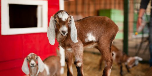 Home – Linvilla Orchards