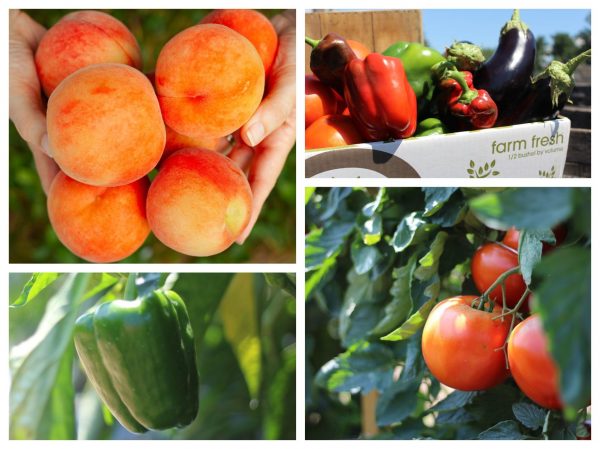 Pick-Your-Own – Linvilla Orchards