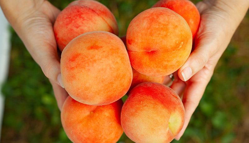 Pick-Your-Own – Linvilla Orchards