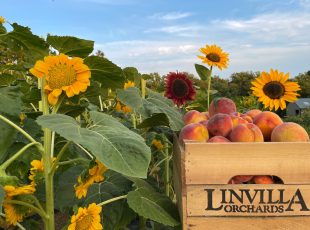 Pick-Your-Own – Linvilla Orchards