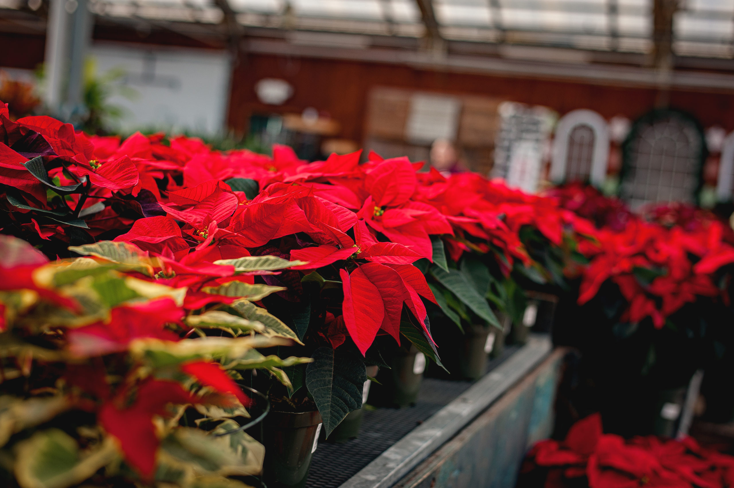 Linvilla Orchards’ Holiday Plant Guide – Linvilla Orchards