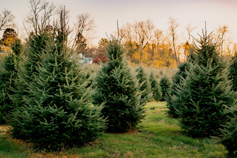 Cut-Your-Own – Linvilla Orchards