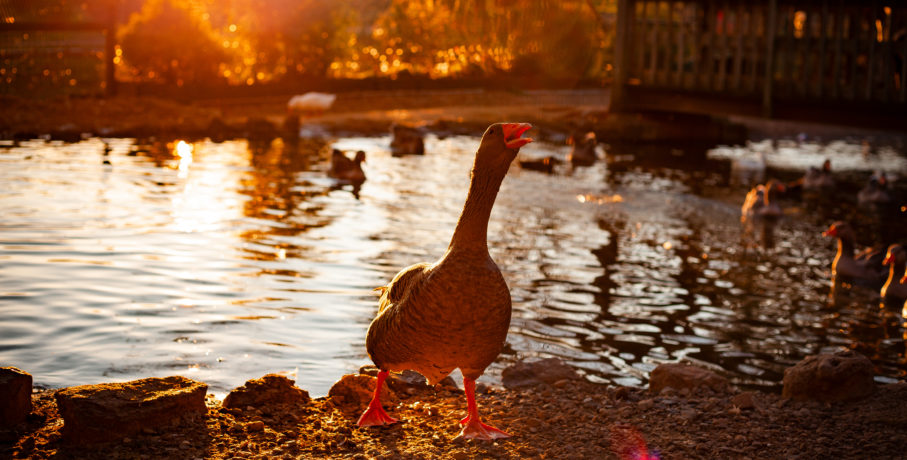 Hayrides to Bunnyland – Linvilla Orchards