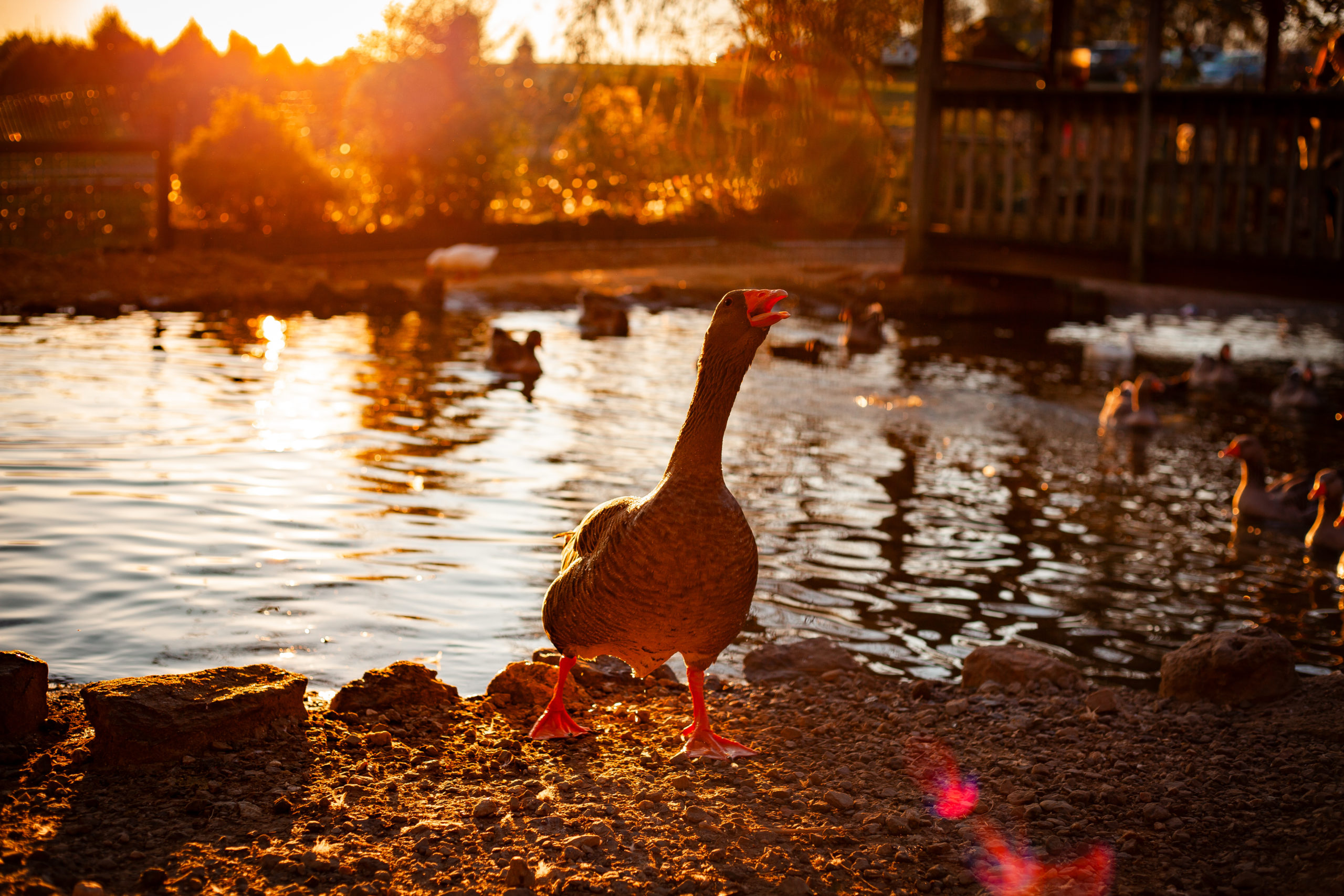 Our Animals Caretaker, Stew – Linvilla Orchards