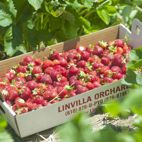 Pick-Your-Own – Linvilla Orchards