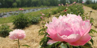 Pick-Your-Own – Linvilla Orchards