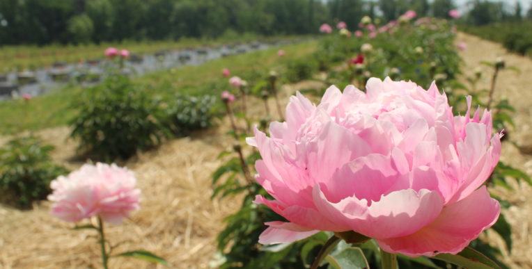 Pick-Your-Own – Linvilla Orchards