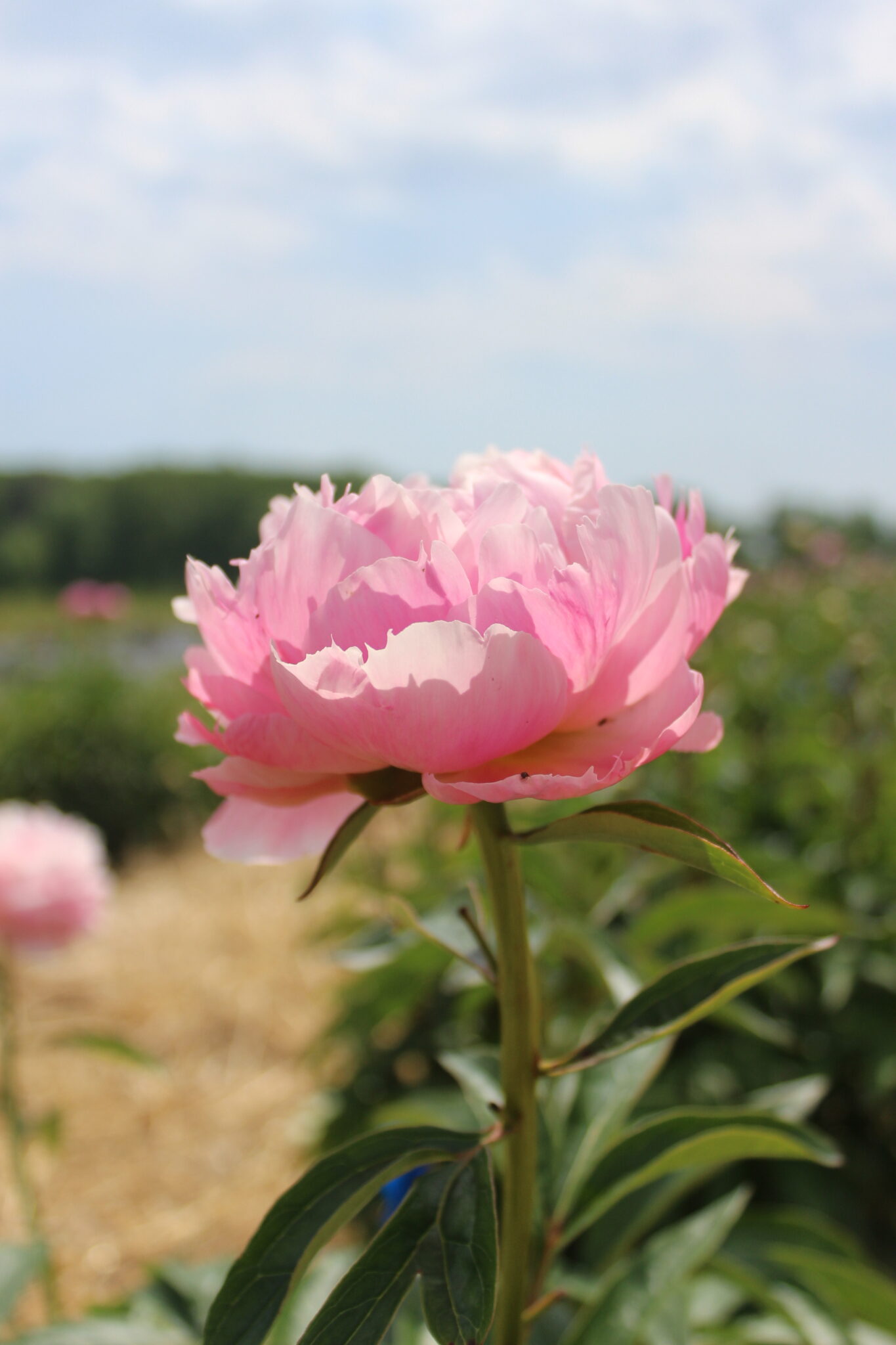Pick-Your-Own – Linvilla Orchards