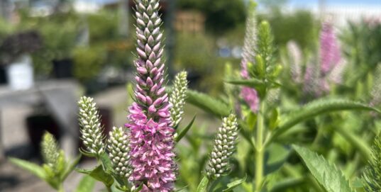 Home – Linvilla Orchards