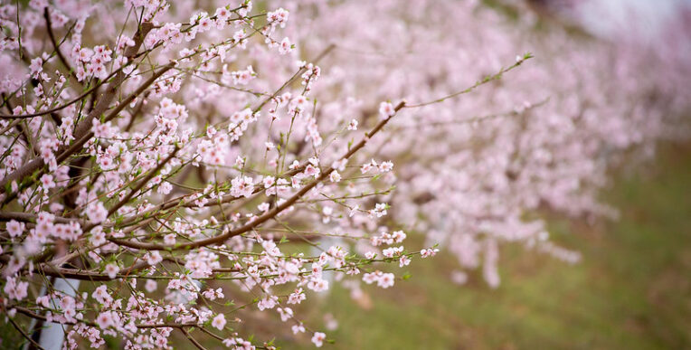 Home – Linvilla Orchards